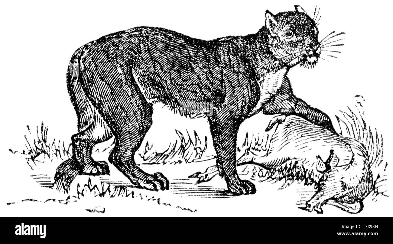 Puma pumoides hi-res stock photography and images - Alamy