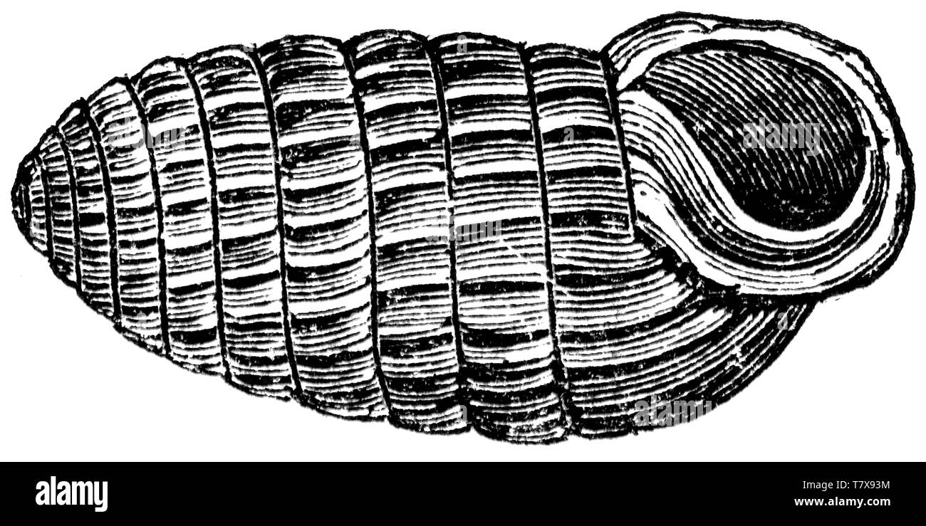 Wood cut engraved illustration, taken from 'The Treasury of Natural ...