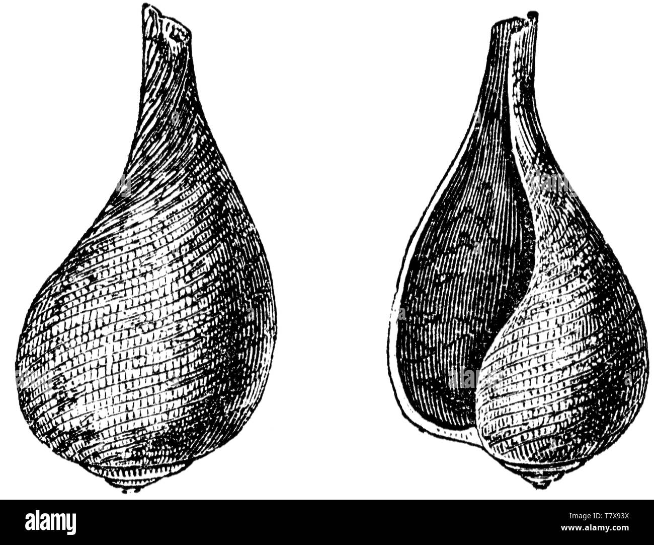 Wood cut engraved illustration, taken from 'The Treasury of Natural ...