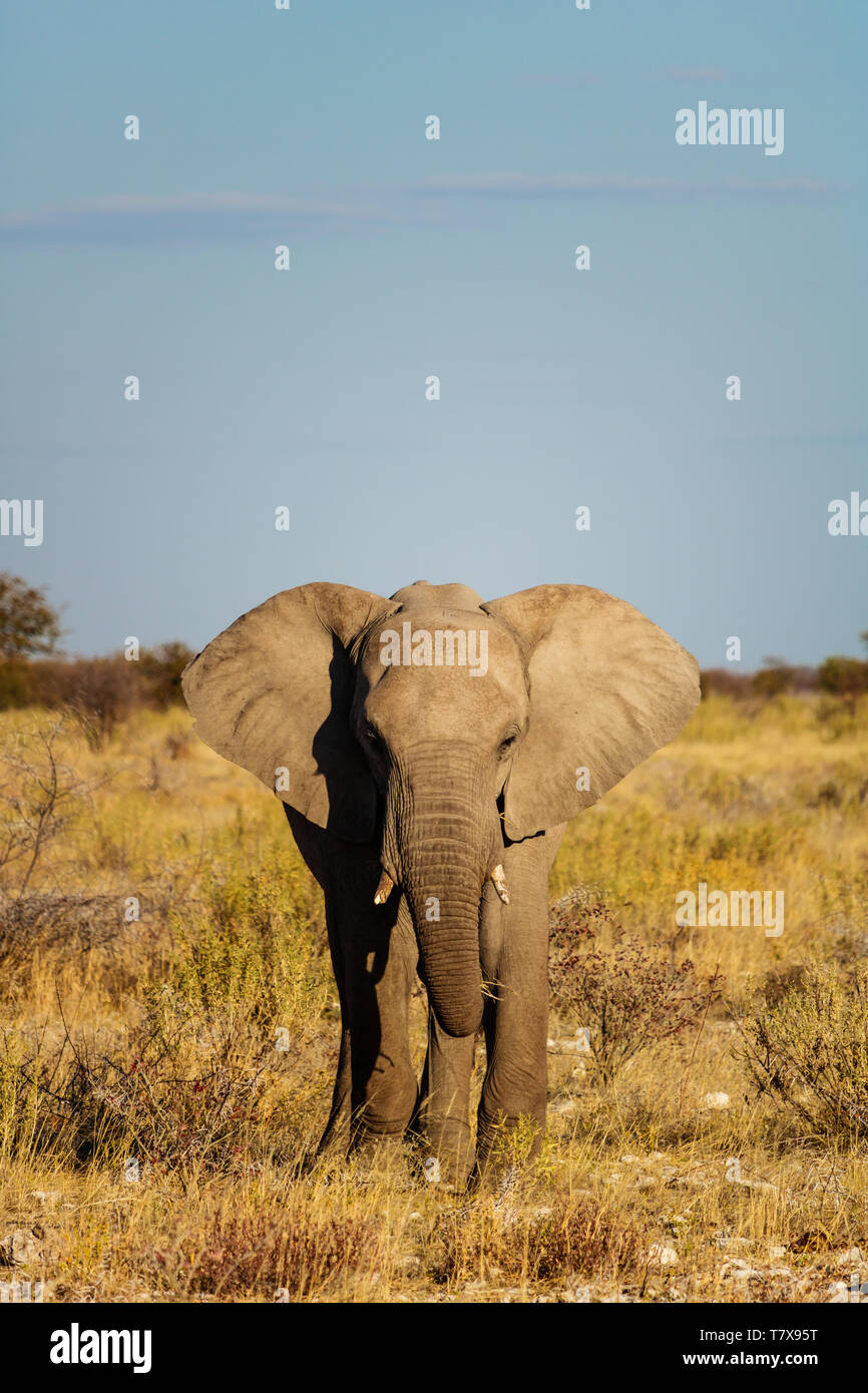 Elephants in Etosha National Park, Namibia Stock Photo - Alamy
