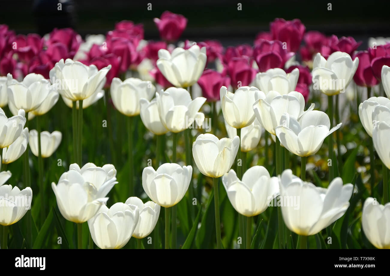 A lot of white and pink open tulips grow in sunlight in the park Stock ...
