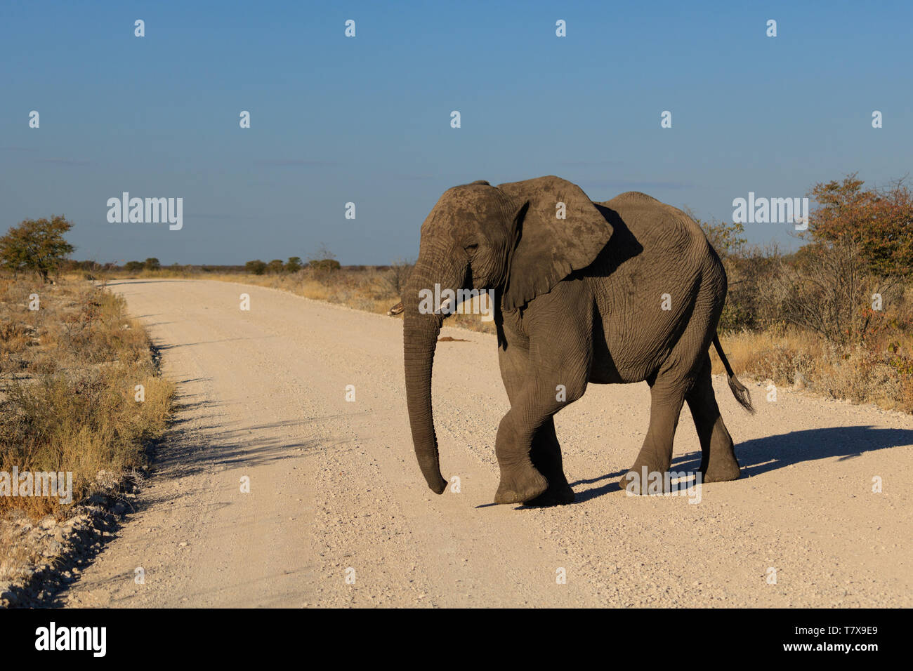Elephants in Etosha National Park, Namibia Stock Photo - Alamy