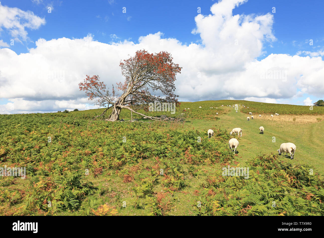 Sheared sheep hi-res stock photography and images - Alamy