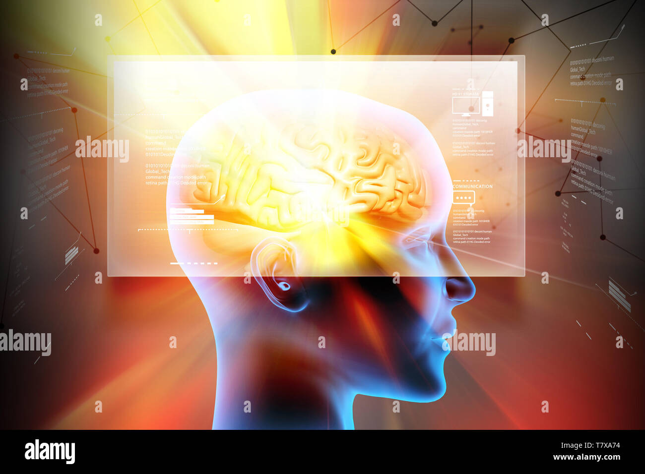 representation of female brain Stock Photo - Alamy