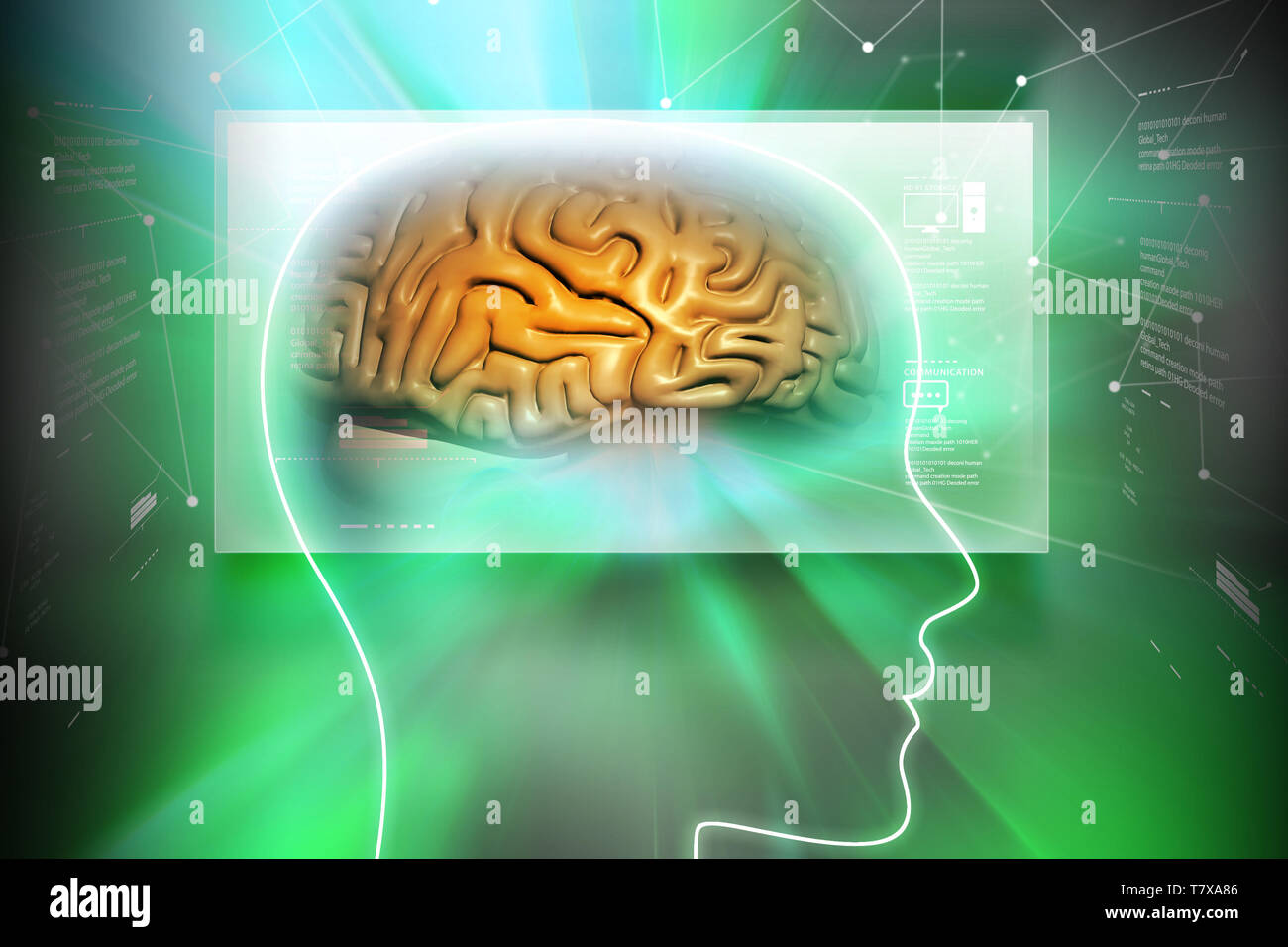 representation of female brain Stock Photo - Alamy