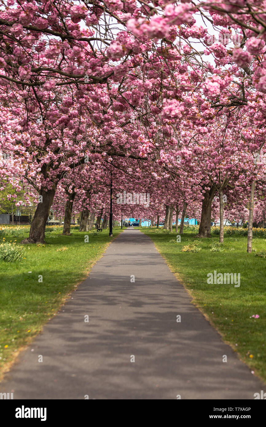 Blossom Trees at The Stray Stock Photo - Alamy