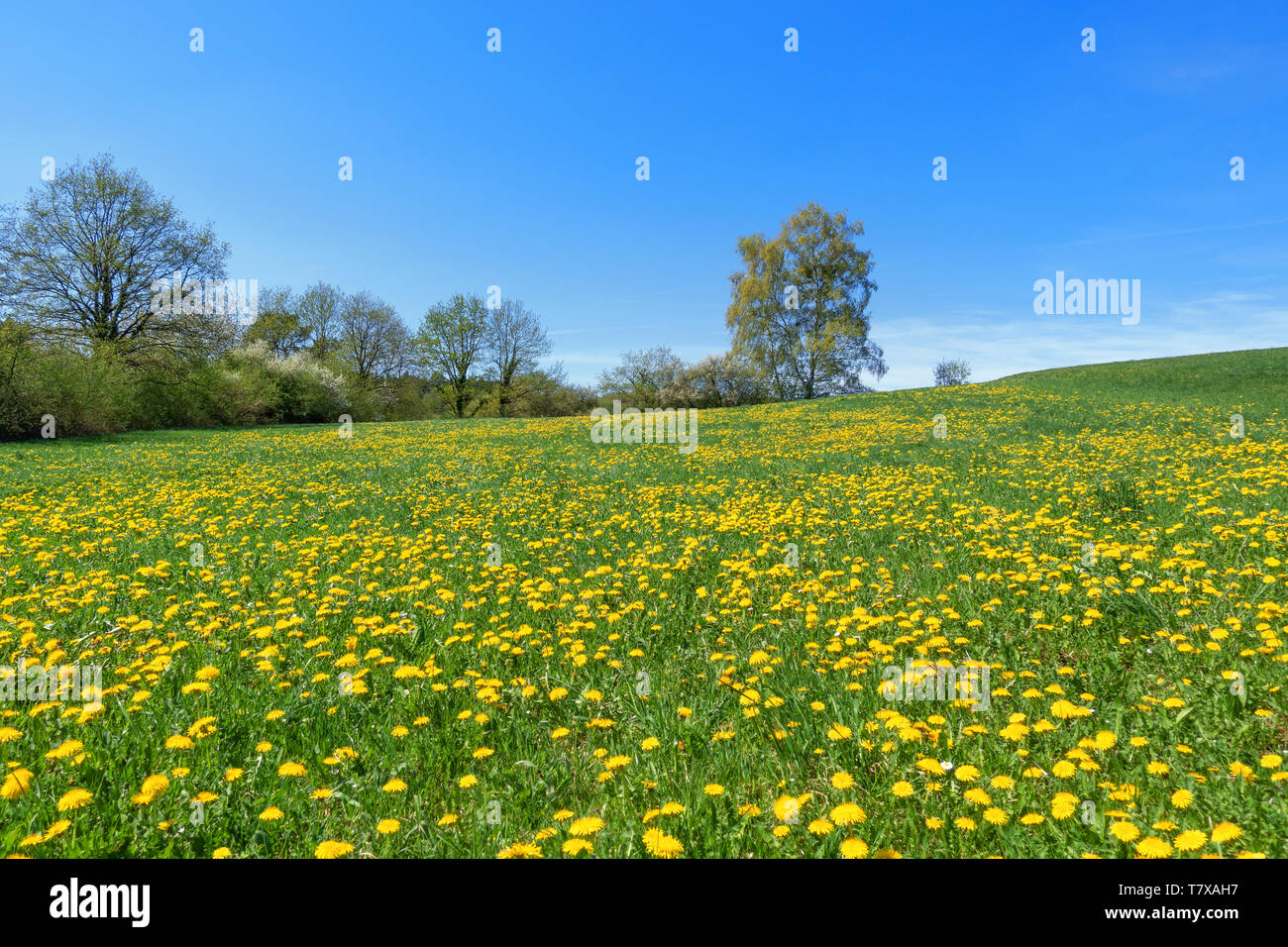 Grass field flowers hi-res stock photography and images - Alamy