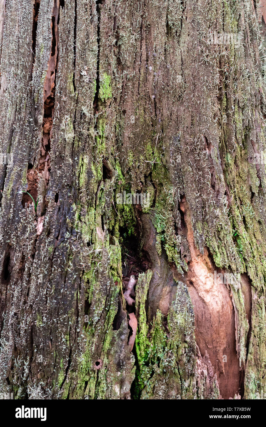 Moss on rotting tree stump hi-res stock photography and images - Alamy