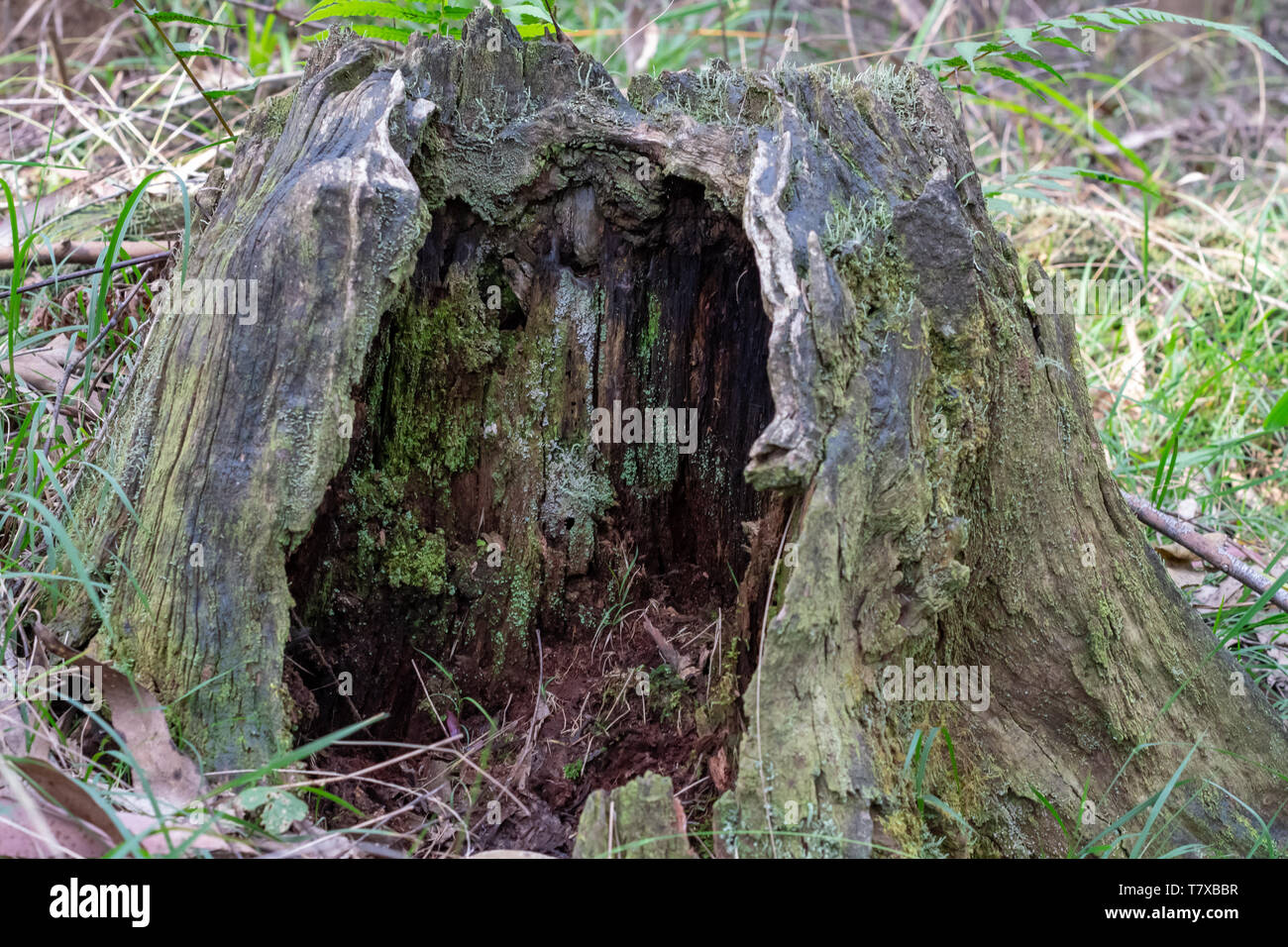Moss on rotting tree stump hi-res stock photography and images - Alamy