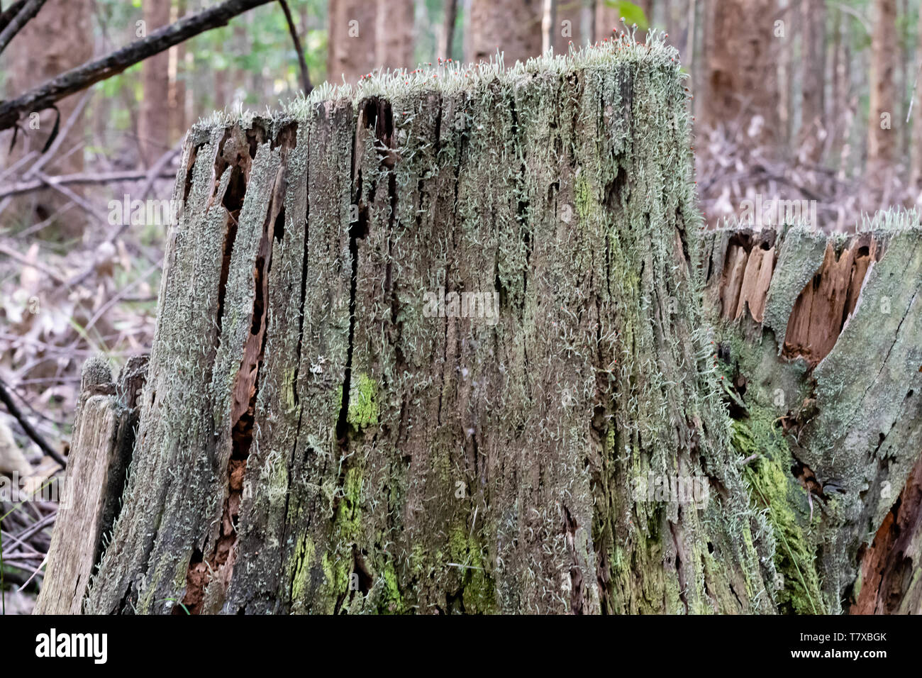 Moss on rotting tree stump hi-res stock photography and images - Alamy