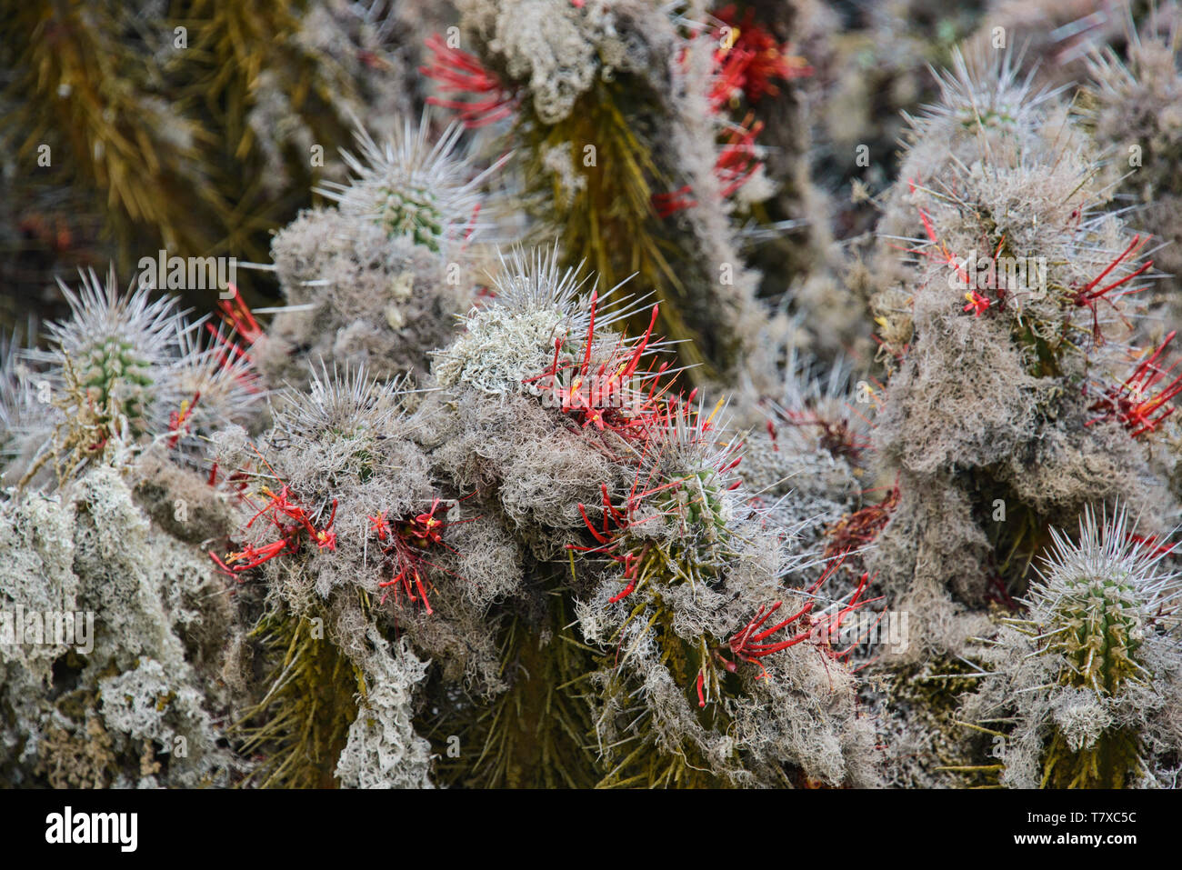 Cacti Chile High Resolution Stock Photography and Images - Alamy