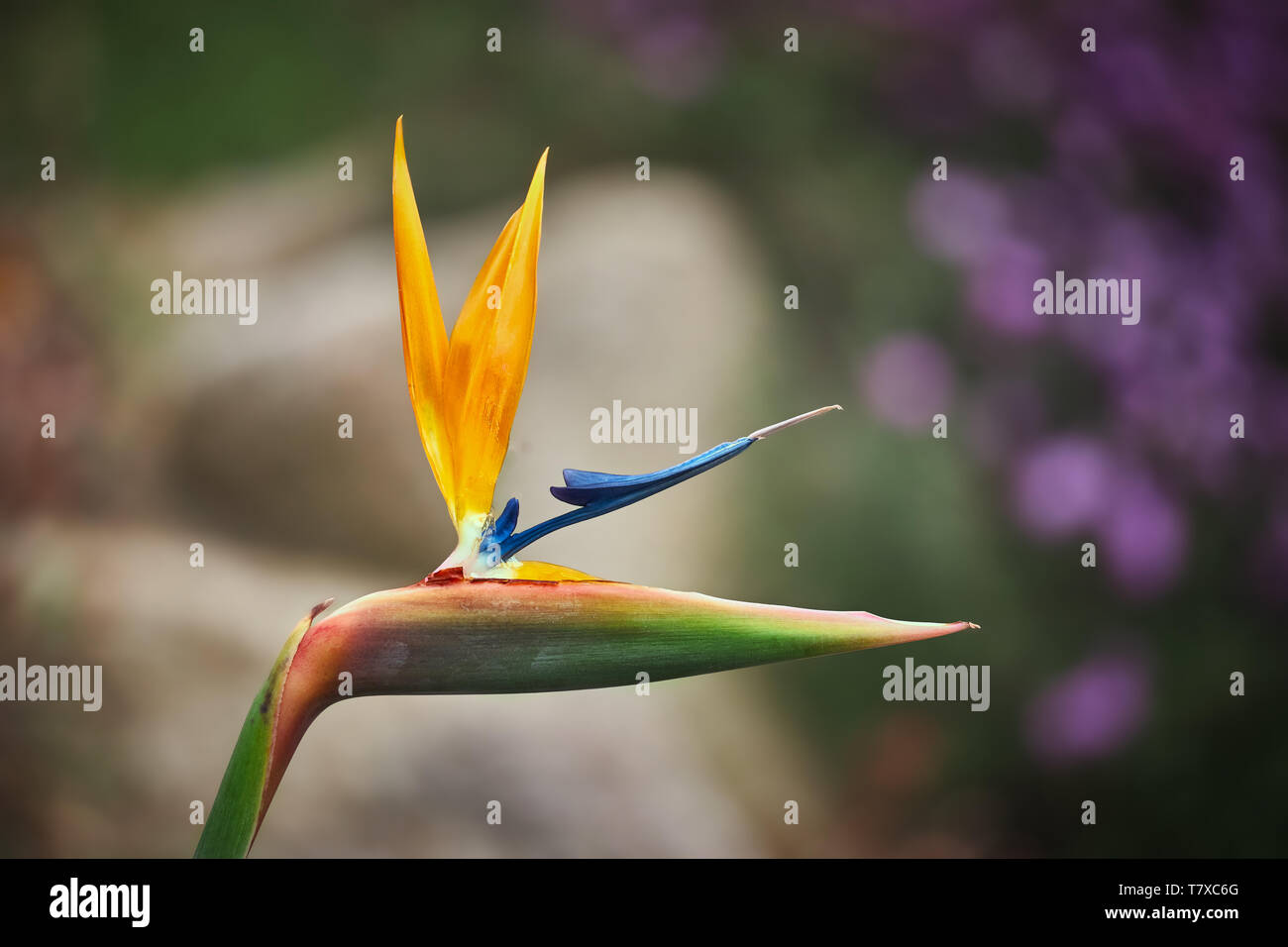 Strelitzia reginae garden hi-res stock photography and images - Alamy