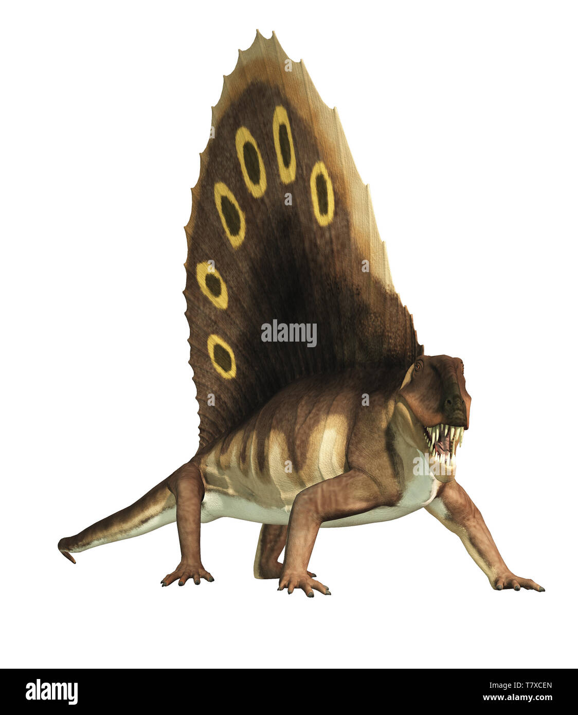 A brown dimetrodon, a prehistoric sail-backed creature that predates ...