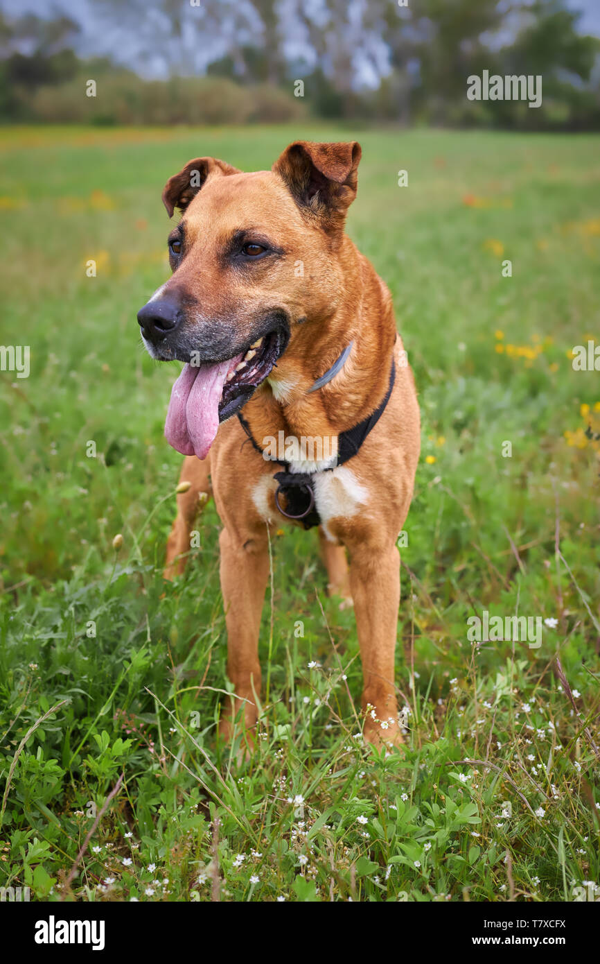 Brown dog meadow hi-res stock photography and images - Alamy