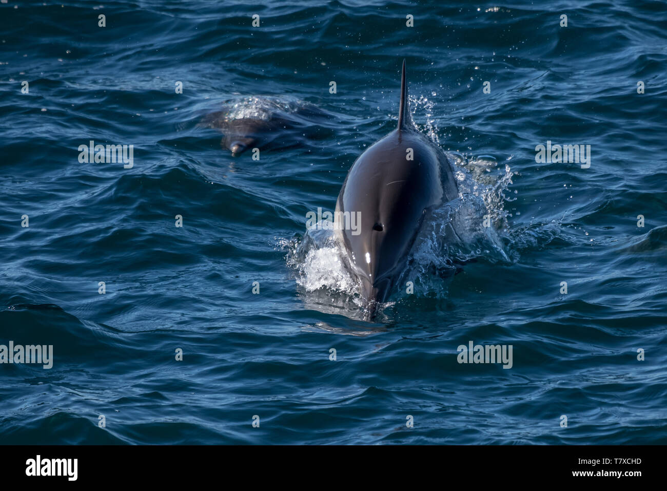 Long-beaked common dolphins (Delphinus capensis) off the coast of Baja ...