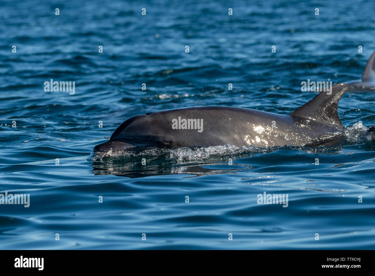 Bottlenose Dolphin (Tursiops truncatus) on the surface off the coast of Baja California, Mexico ...