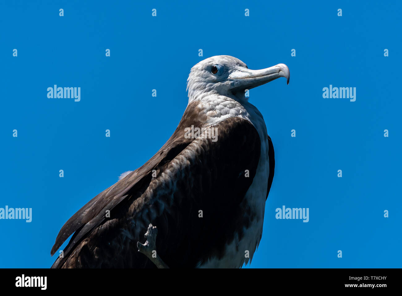 Female Frigate Bird
