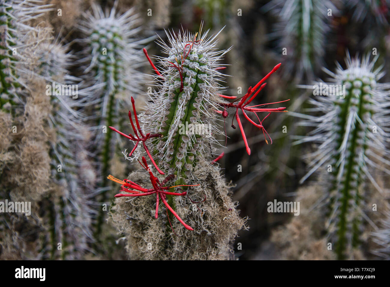 Cacti chile hi-res stock photography and images - Alamy