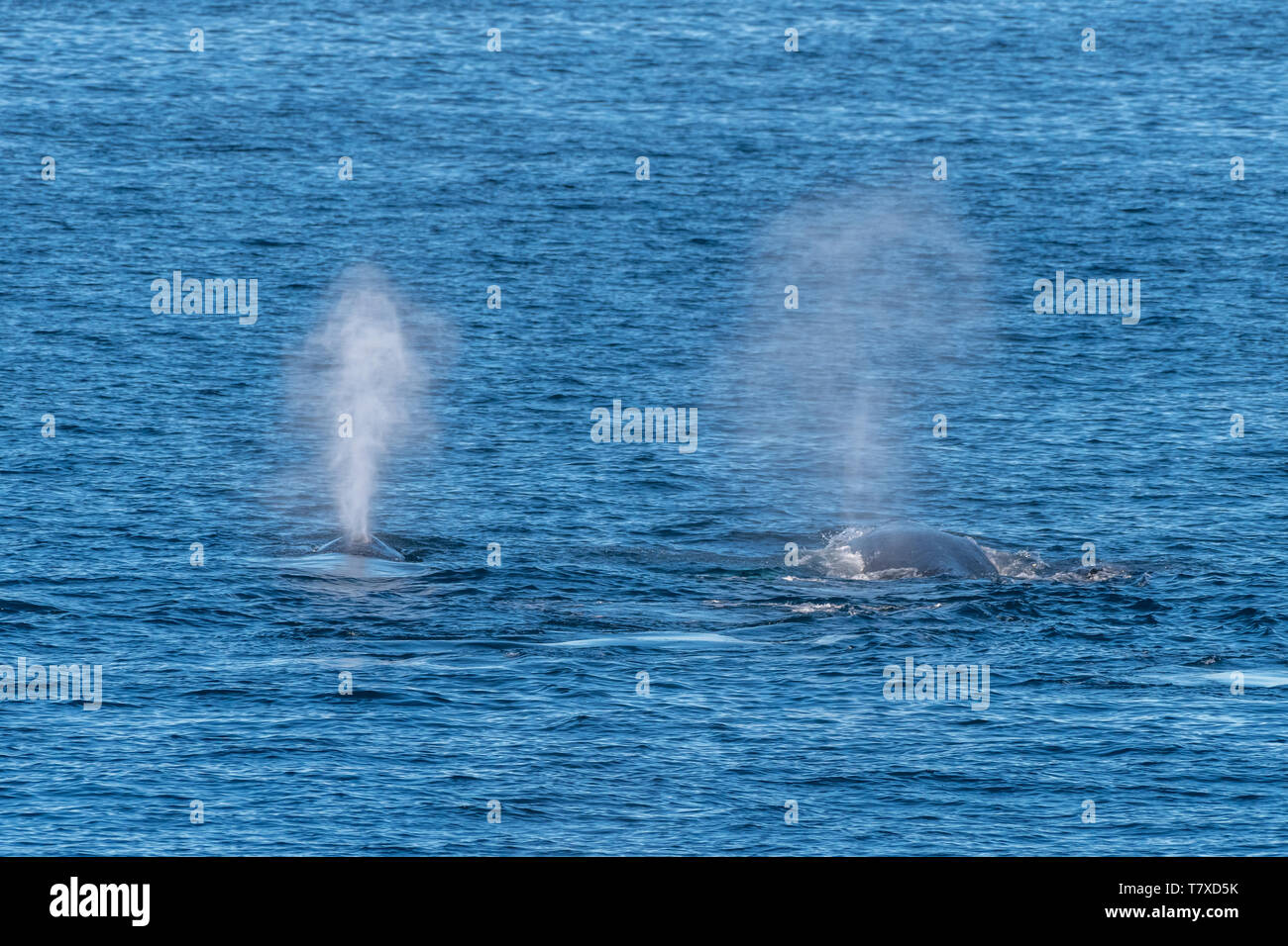 Spouting humpback whale hi-res stock photography and images - Alamy