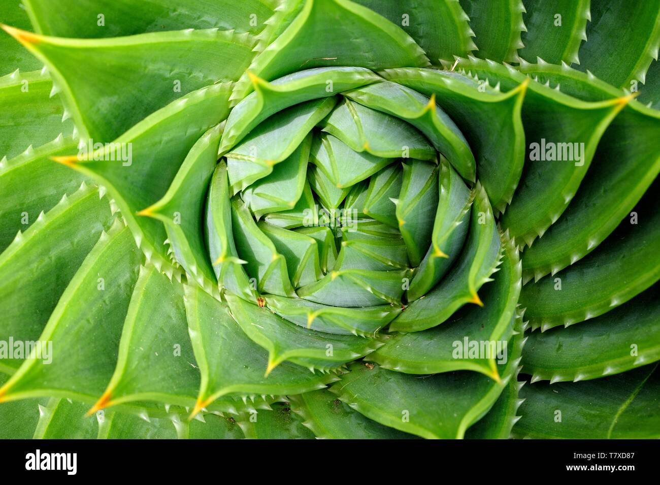 Lekhala Kharetsa Stock Photos & Lekhala Kharetsa Stock Images - Alamy