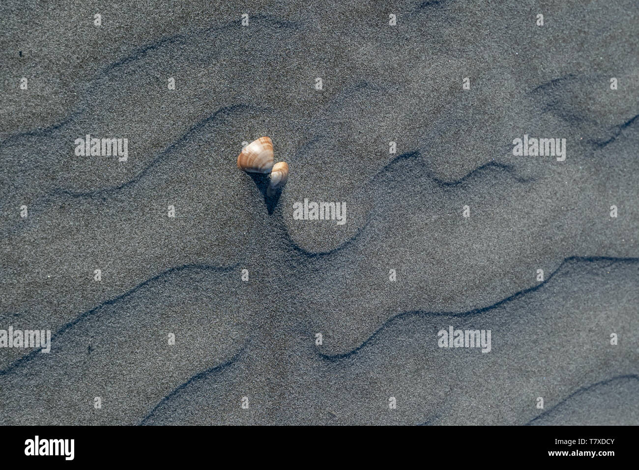 Sea shells and wave patterns in the sand on Sand Dollar Beach ...