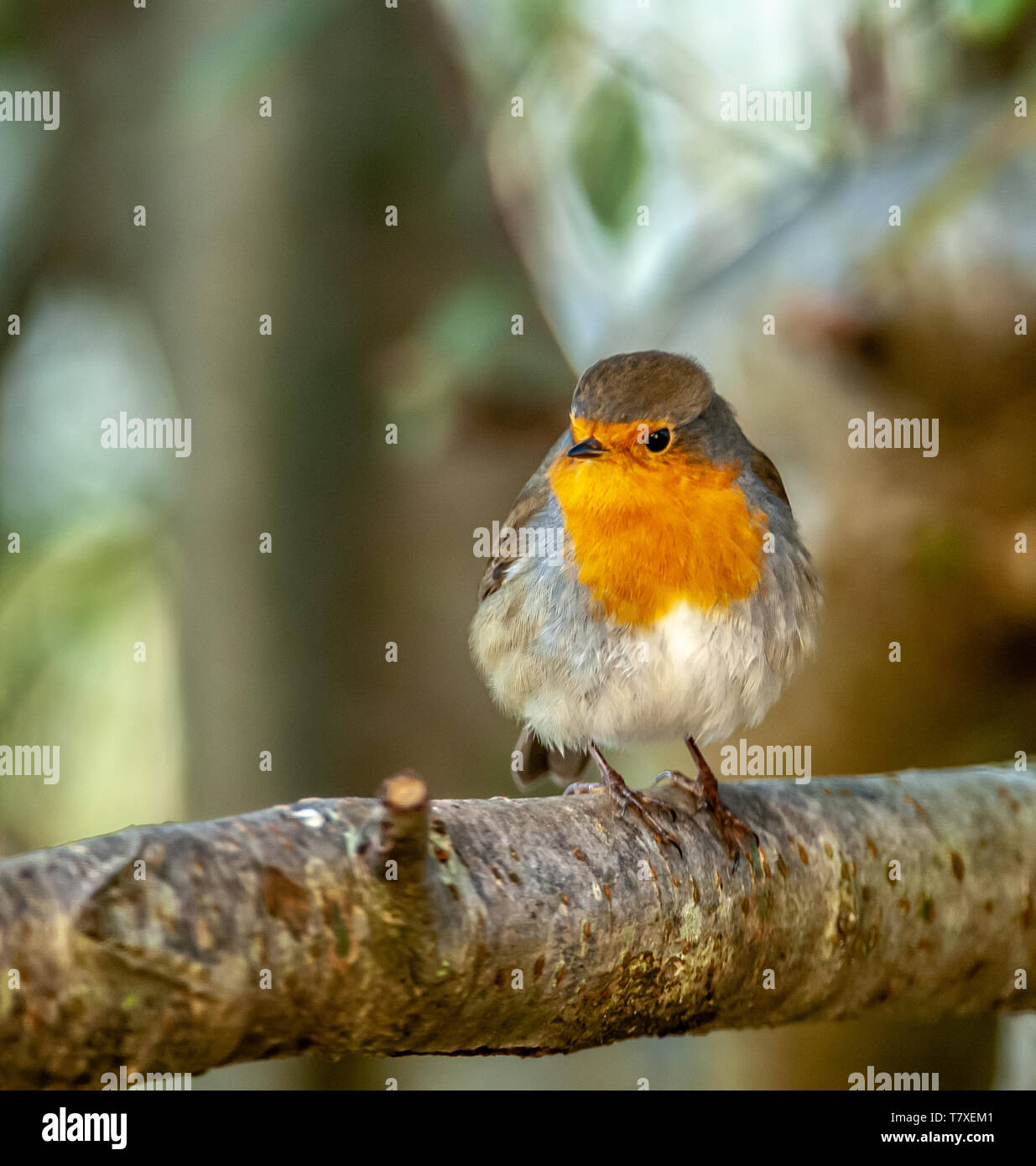 Fluffed up robin hi-res stock photography and images - Alamy