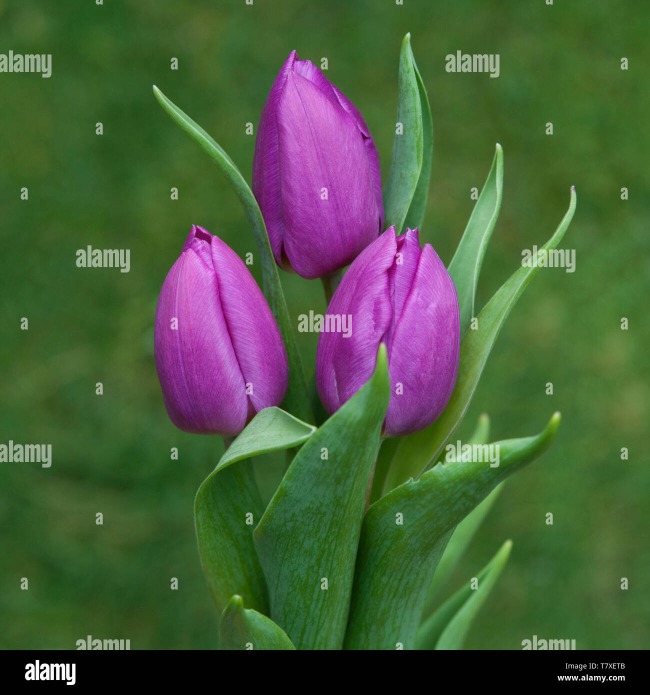 Three Purple Tulips with Grass Background Stock Photo - Alamy
