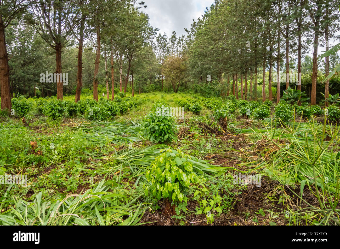 Kenya coffee plantation hi-res stock photography and images - Alamy