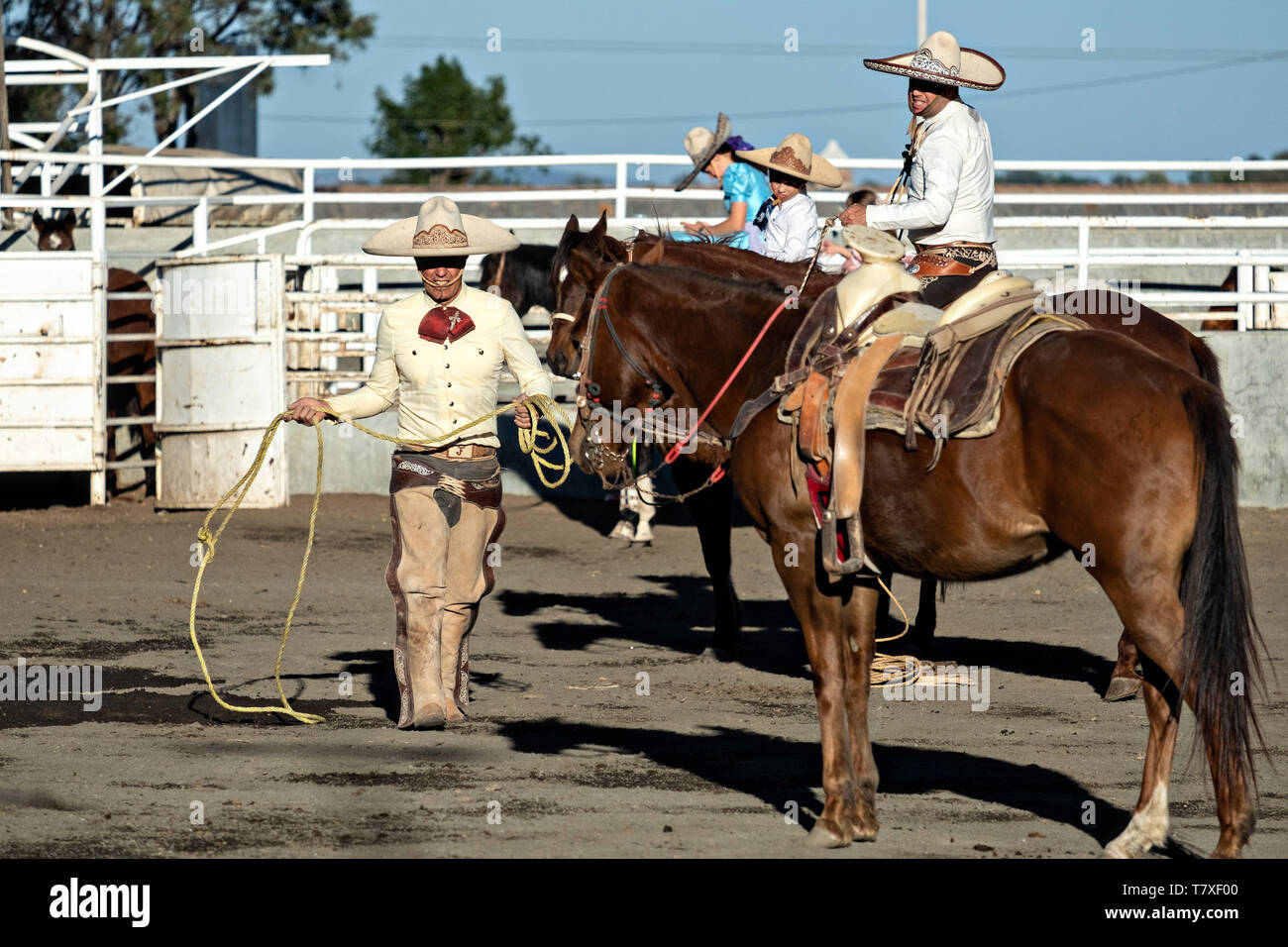 Juan Franco readies his rope at the family Charreria practice session ...