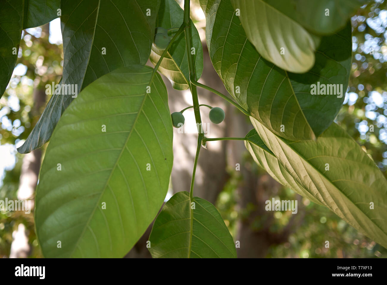 Ficus magnifolia branch with fruits Stock Photo - Alamy