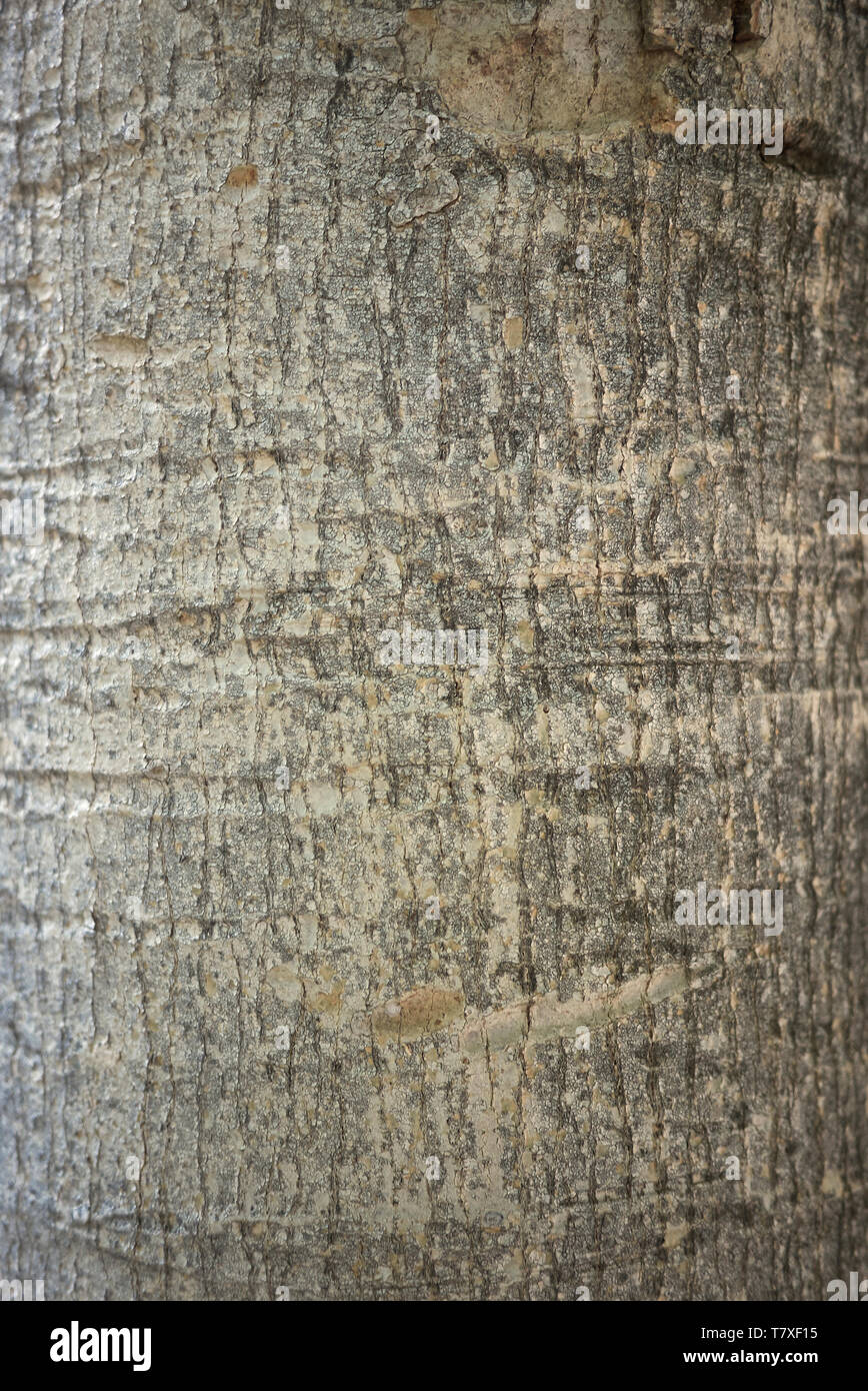 Ficus bark hi-res stock photography and images - Alamy