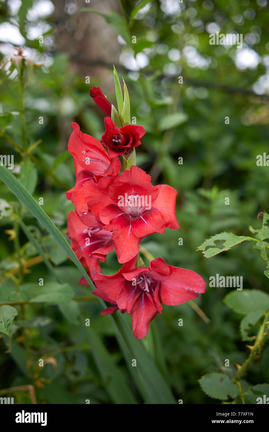red flowers of Gladiolus grandiflorus Stock Photo - Alamy