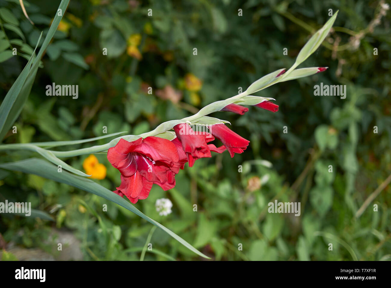 red flowers of Gladiolus grandiflorus Stock Photo - Alamy