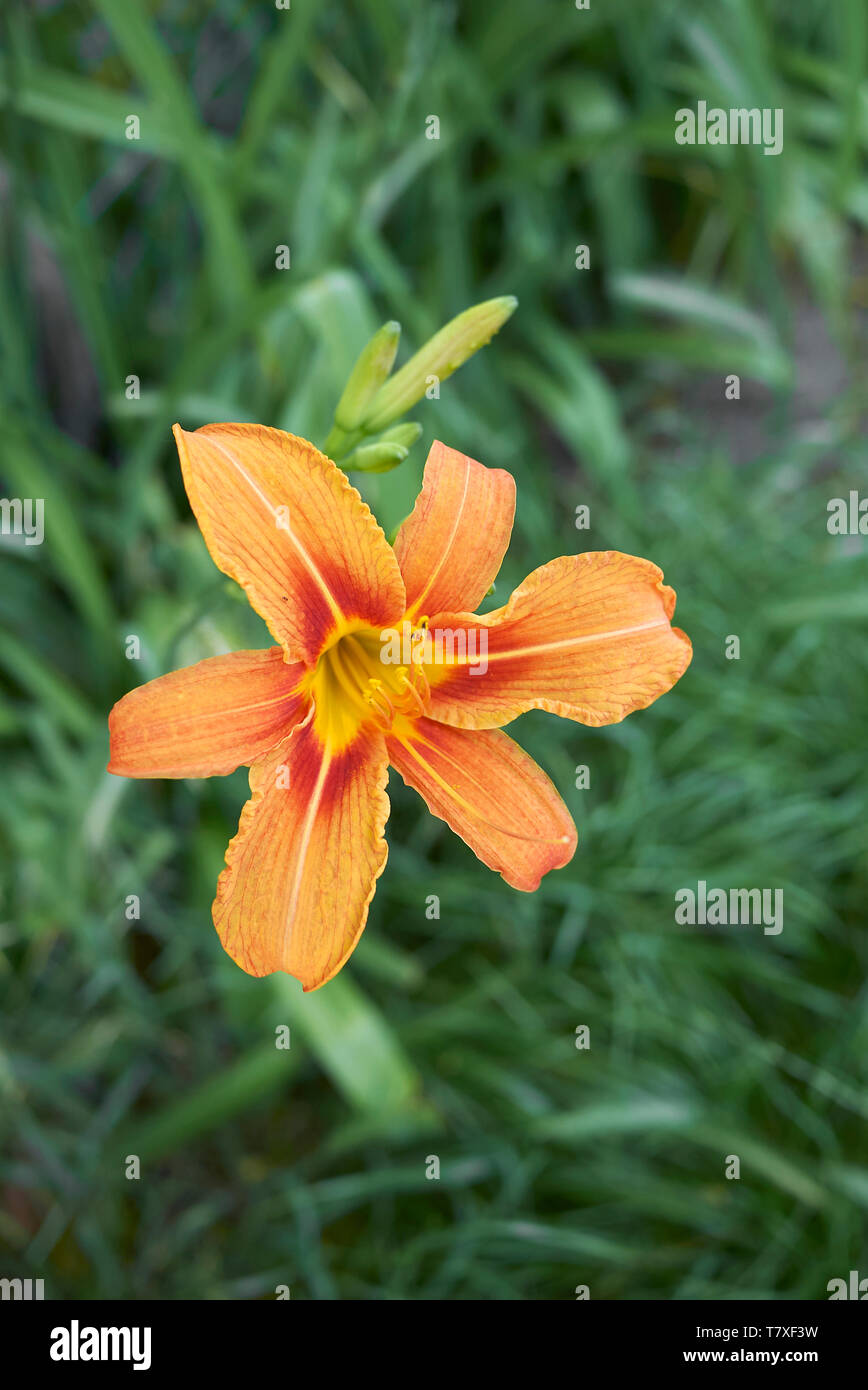 Hemerocallis fulva in bloom Stock Photo - Alamy