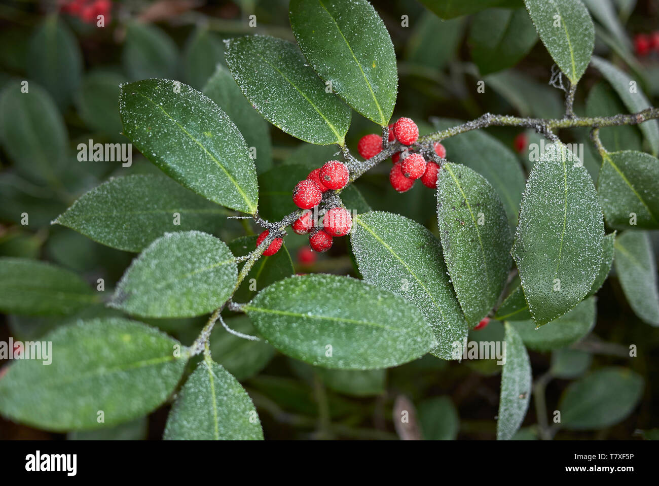 Ilex x altaclarensis tree Stock Photo - Alamy