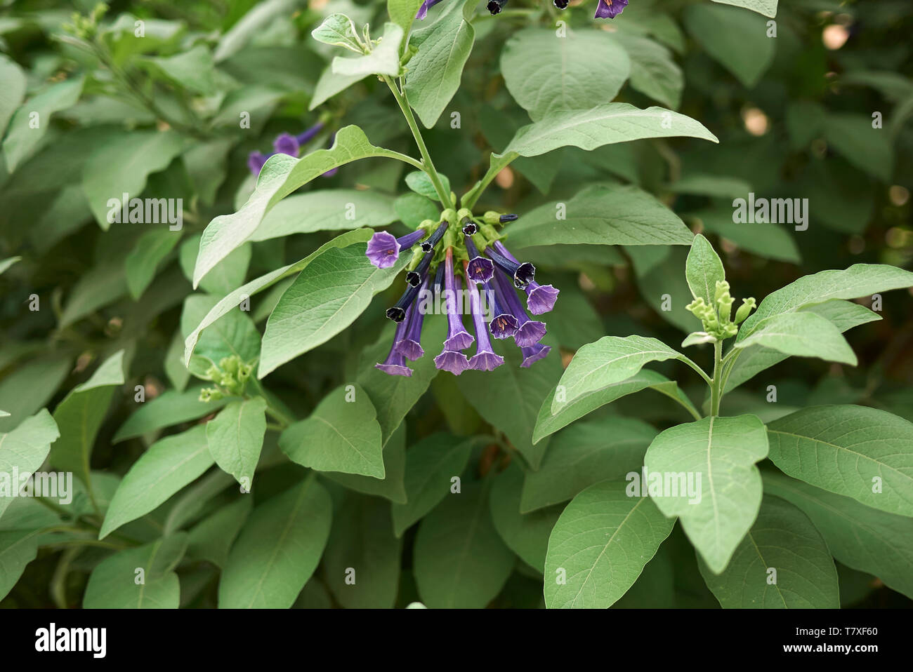 Iochroma hi-res stock photography and images - Alamy