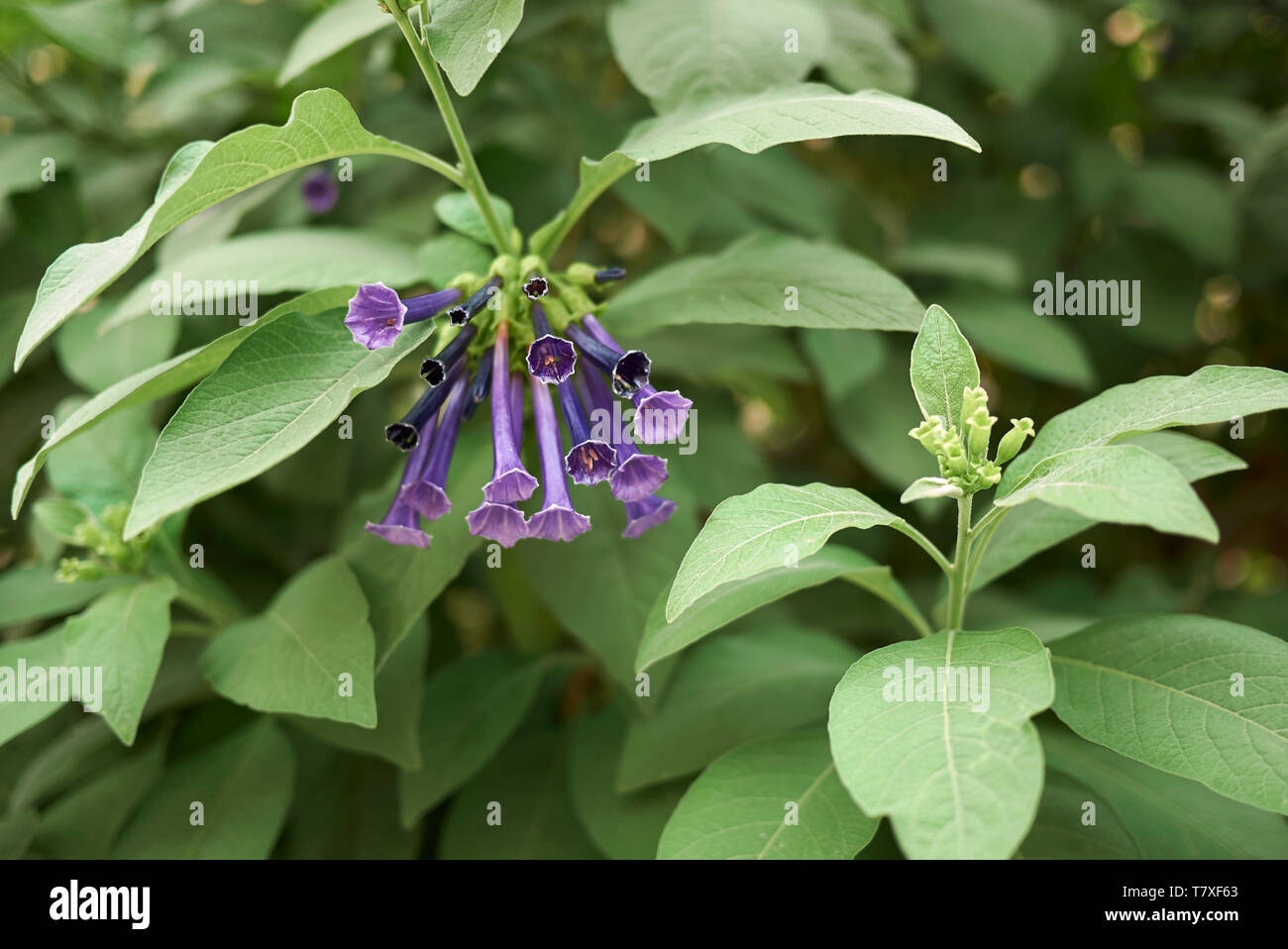violet flowers of Iochroma cyaneum shrub Stock Photo - Alamy