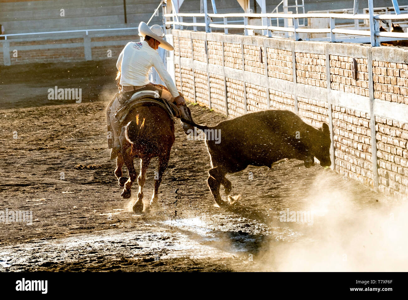 Juan Franco grabs the tail of a steer during the Colas en el Lienzo ...