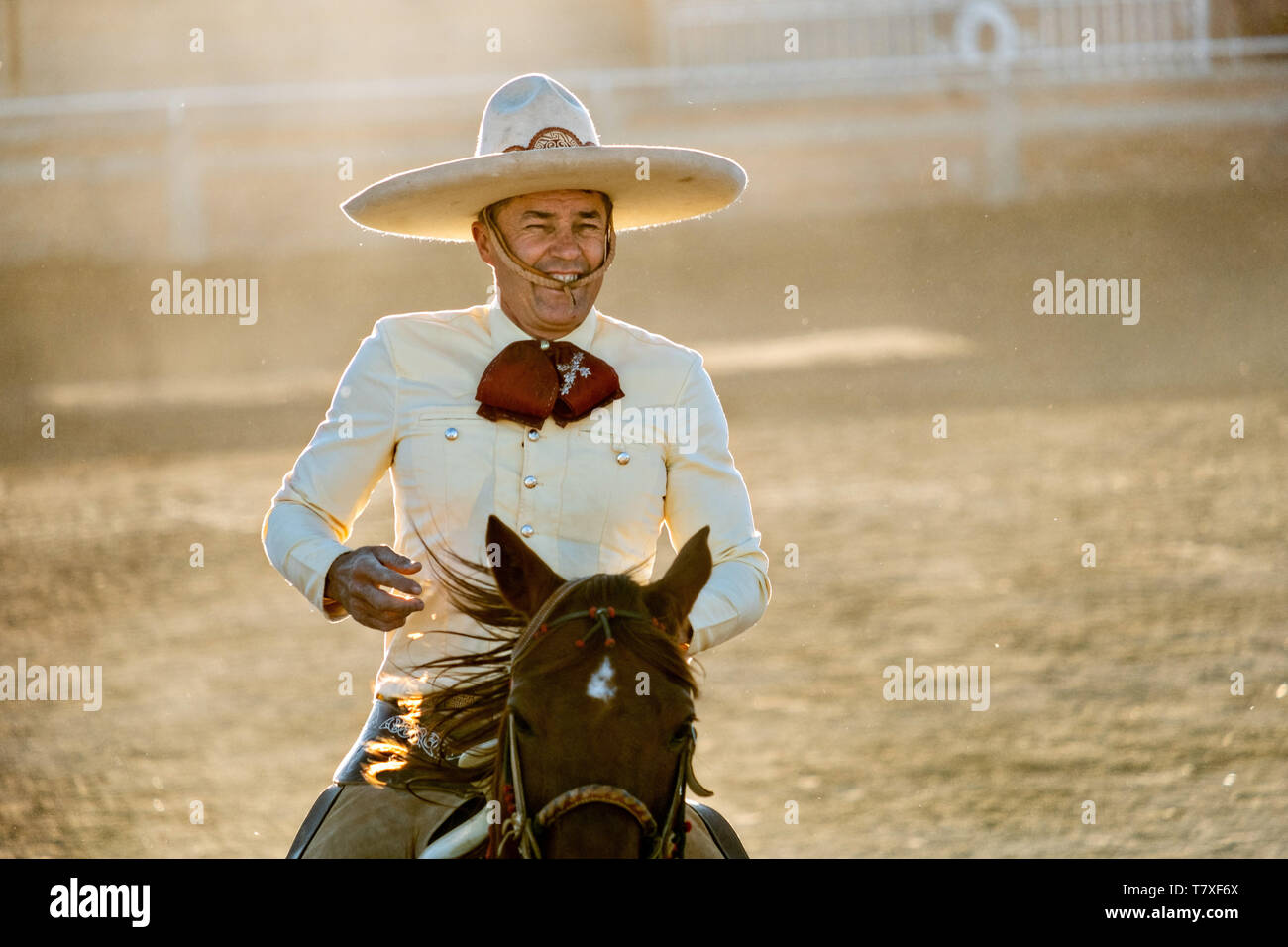 Steer tailing hi-res stock photography and images - Alamy