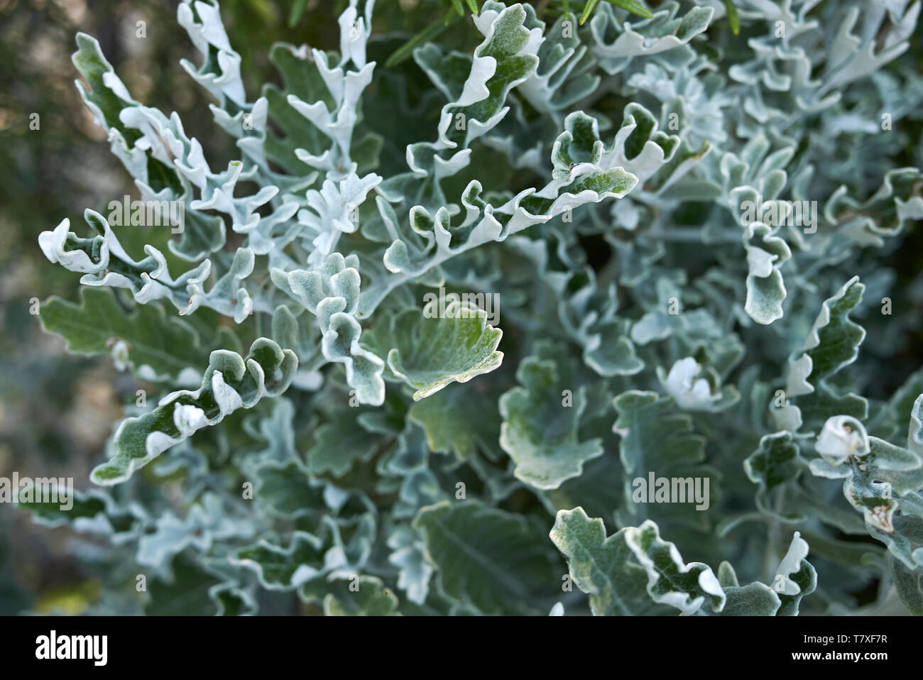 evergreen foliage of Jacobea maritima Stock Photo - Alamy