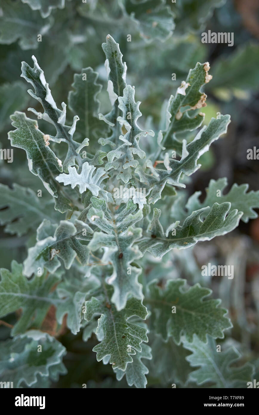 evergreen foliage of Jacobea maritima Stock Photo - Alamy