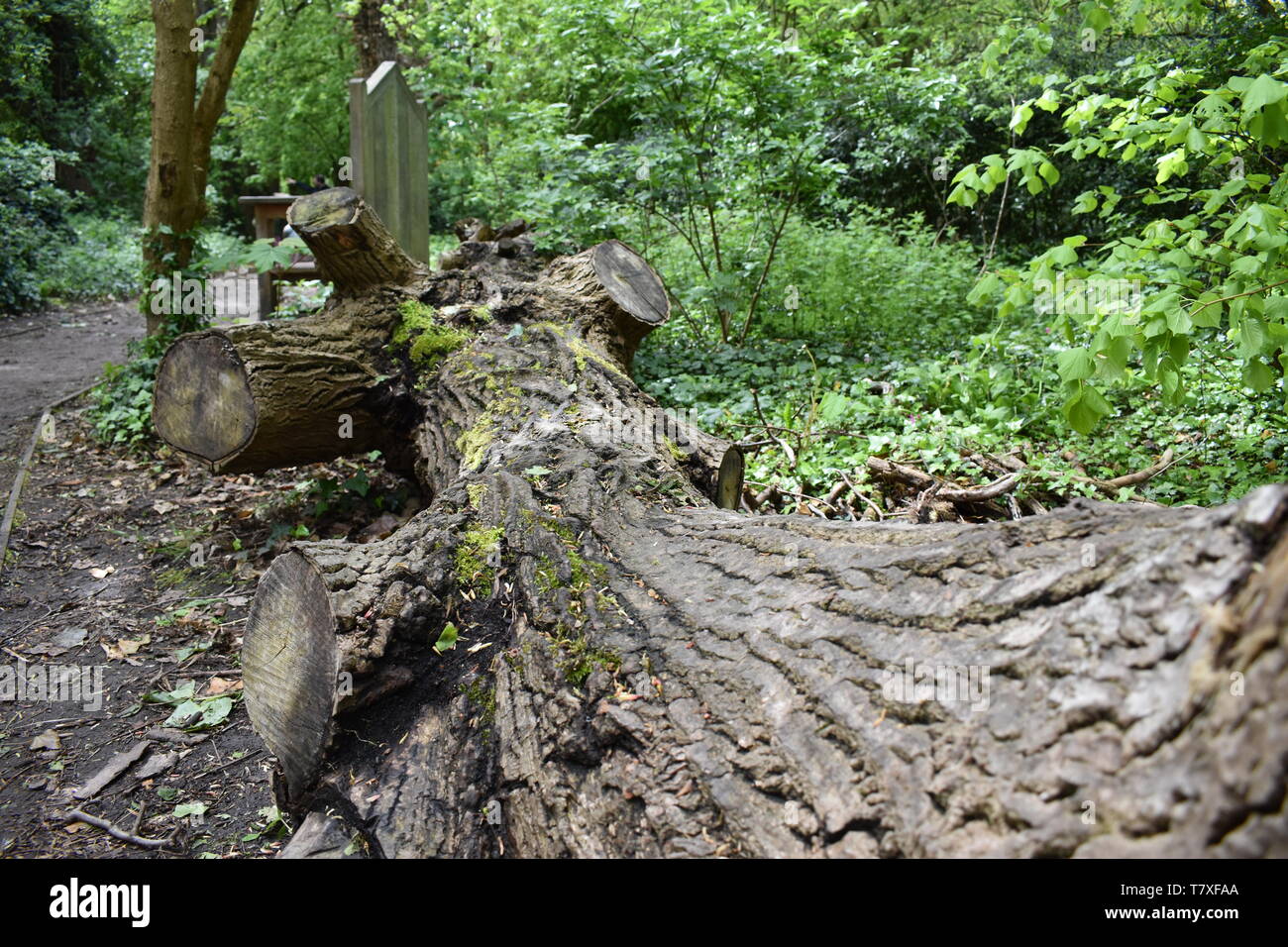 Fallen tree in the woods Stock Photo - Alamy