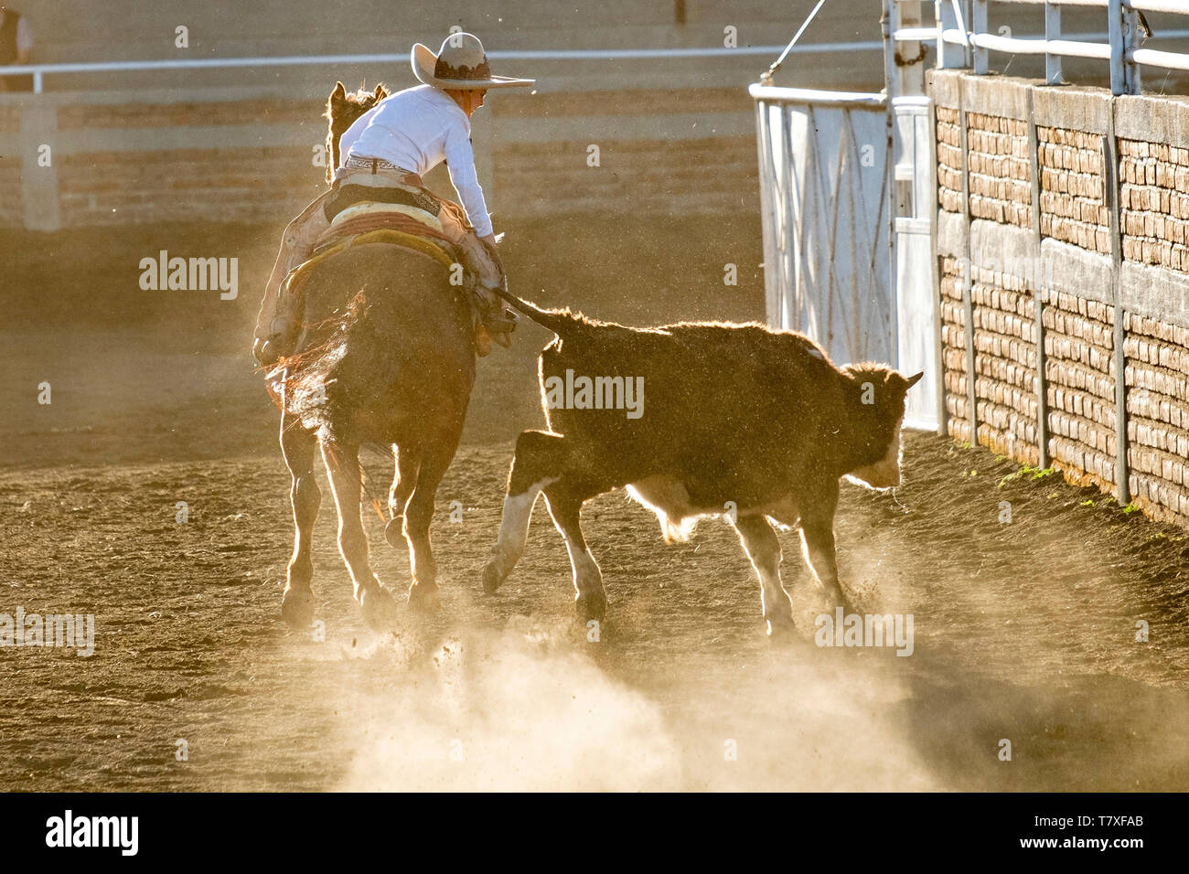 Bull rider cowboy rides bull hi-res stock photography and images - Alamy