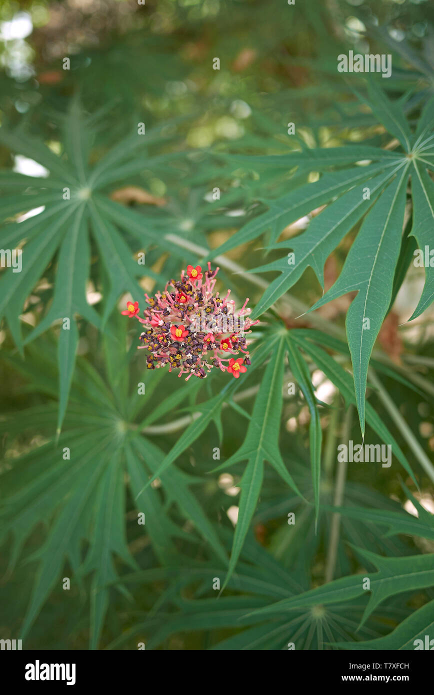 Jatropha tree hi-res stock photography and images - Alamy