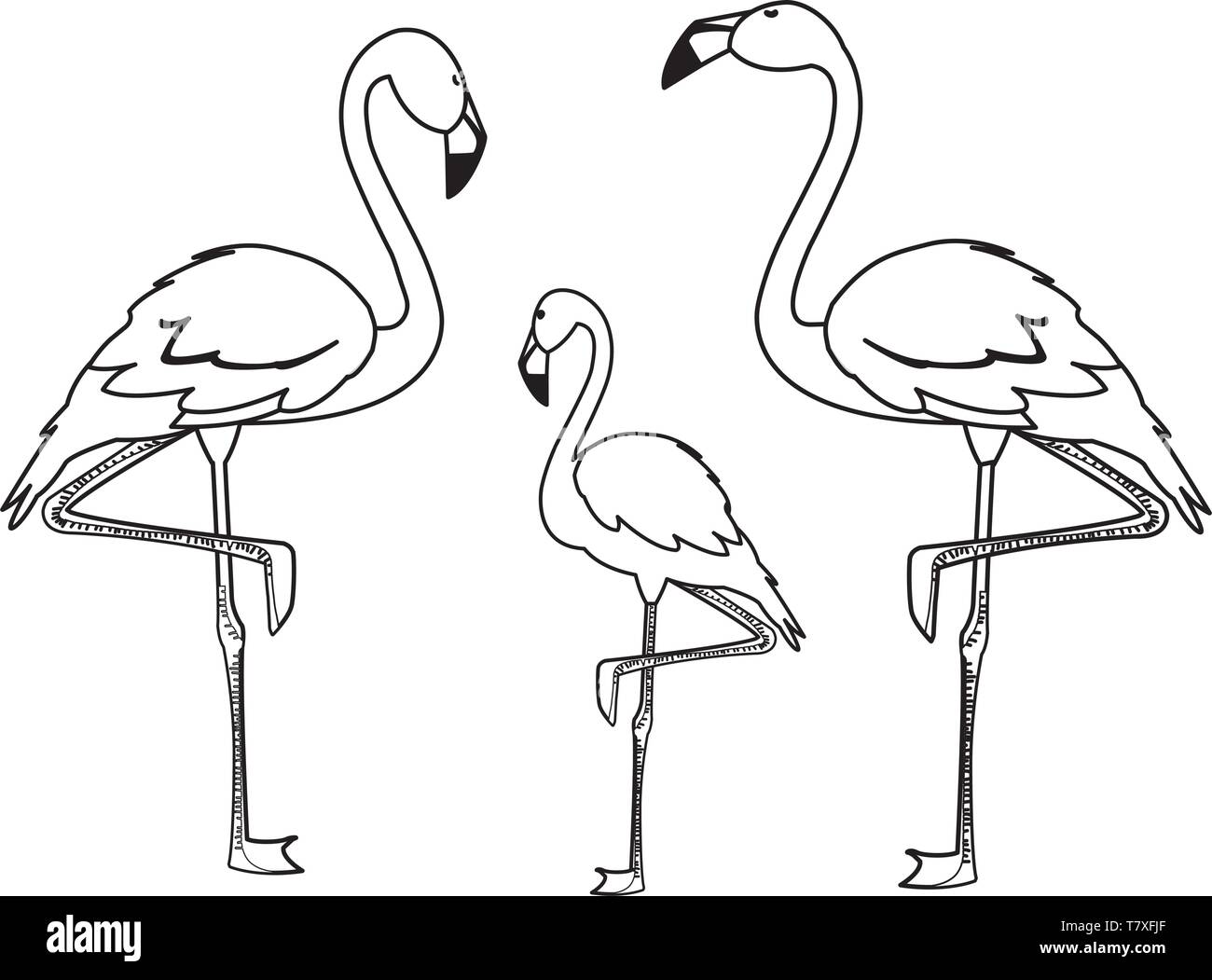 exotic flemish family birds vector illustration design Stock Vector ...