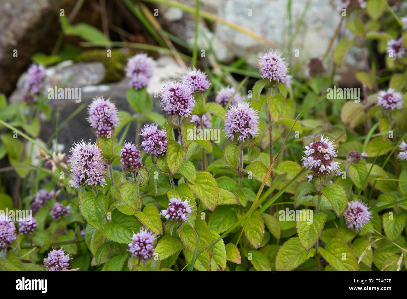 Wasser-Minze, Wasserminze, Minze, Mentha aquatica, Horsemint, Water ...