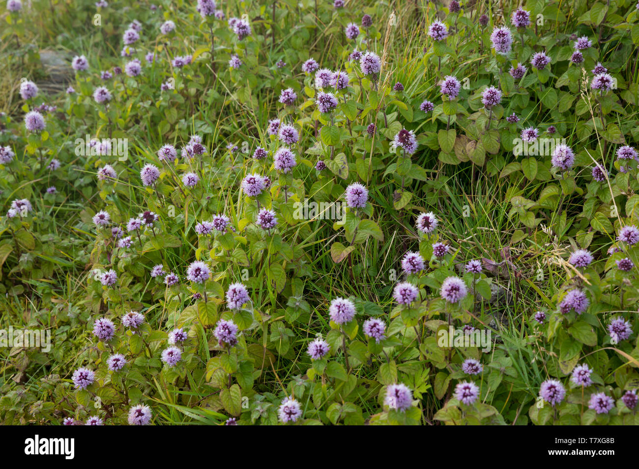 La menthe aquatique hi-res stock photography and images - Alamy