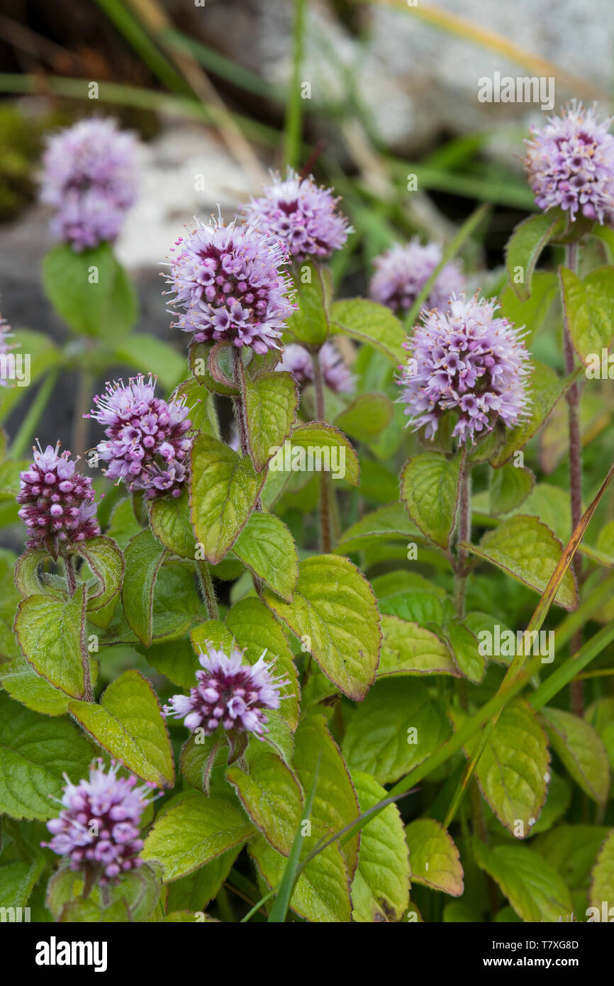 Wasser-Minze, Wasserminze, Minze, Mentha aquatica, Horsemint, Water ...