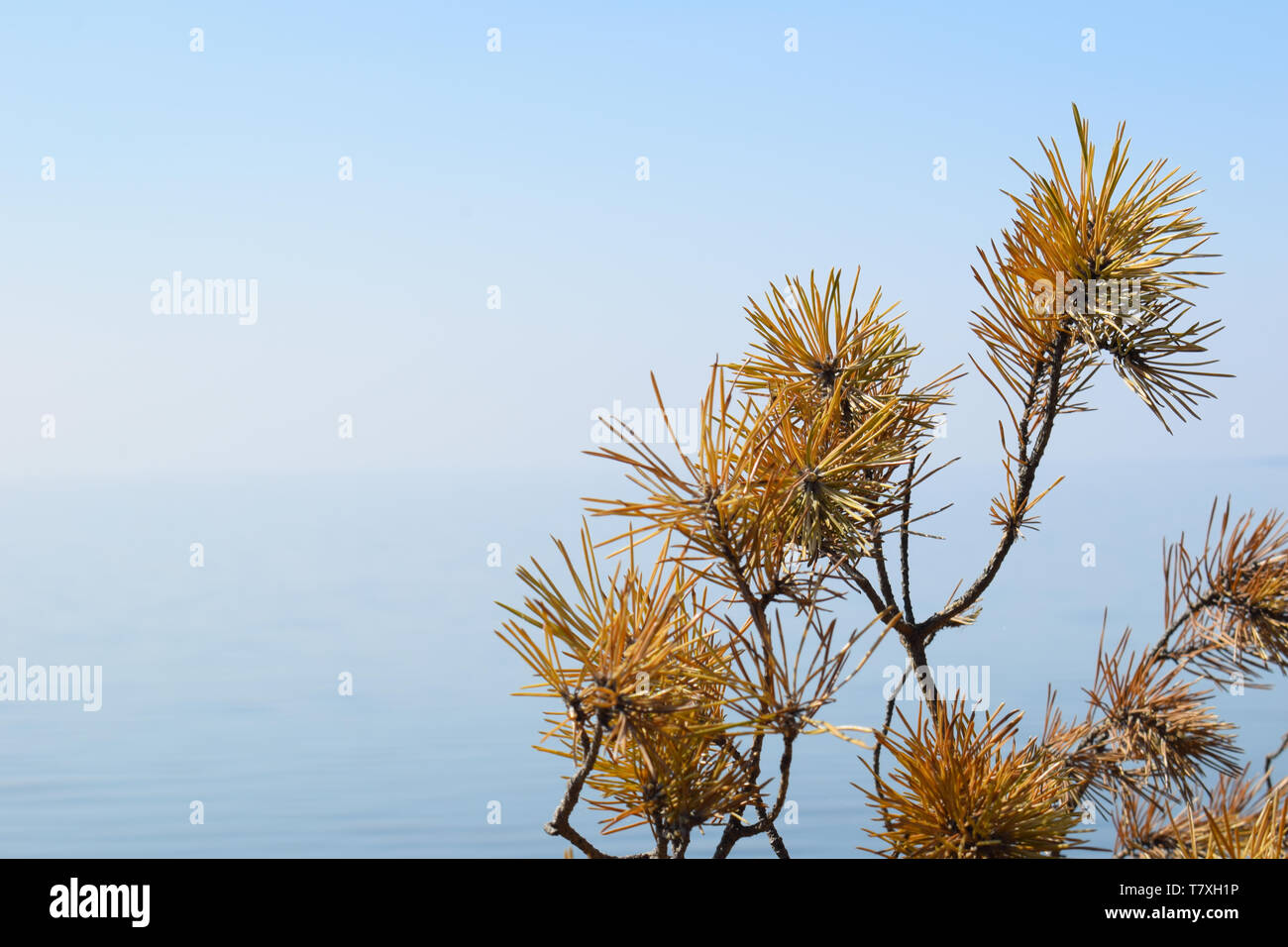 Dried branch of fir-tree and cone on a blue sky and water background ...