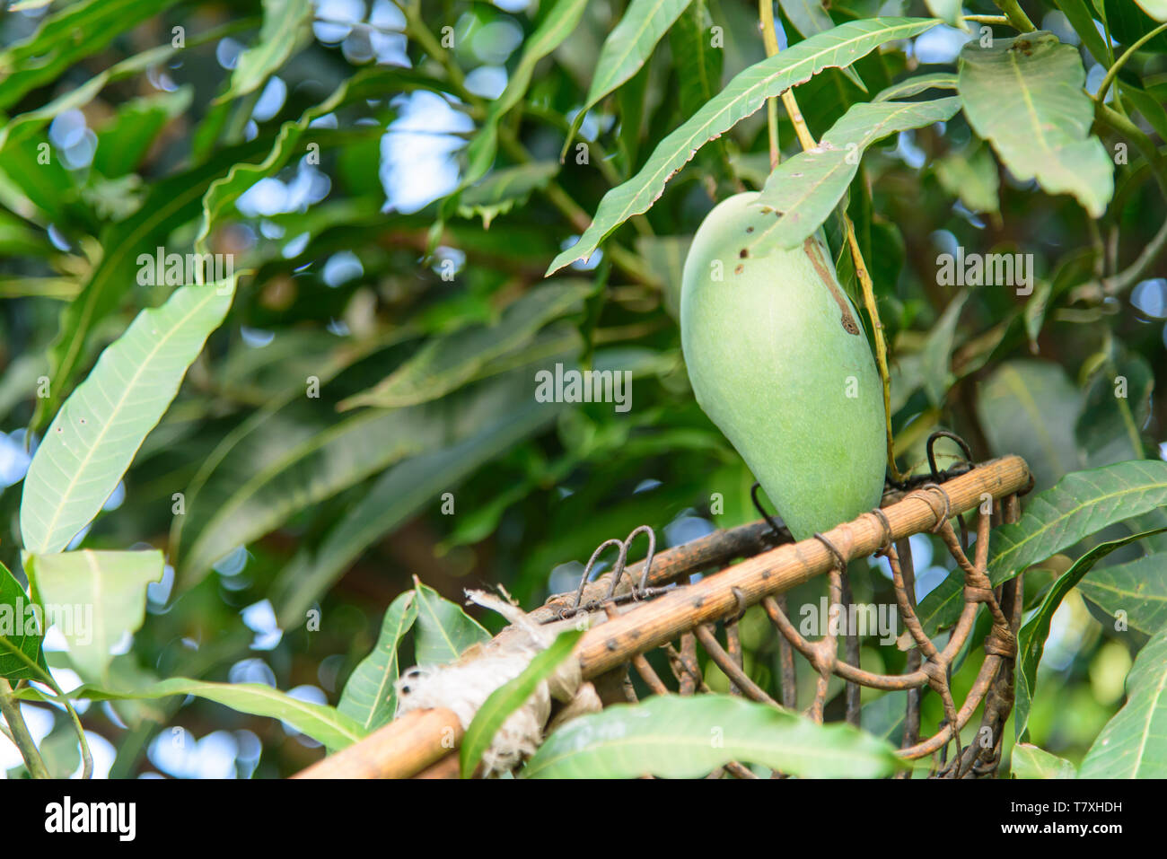Use long-handled fruit-picker for get green mango on tree Stock Photo ...